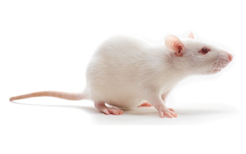 Circulo ADN | Equipo de uso veterinario para Bioterio | Animales de ...