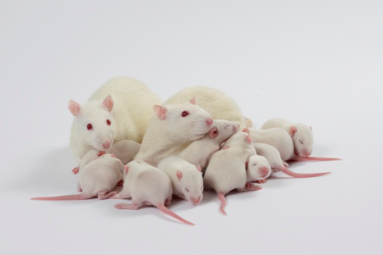 Circulo ADN | Equipo de uso veterinario para Bioterio | Animales de ...